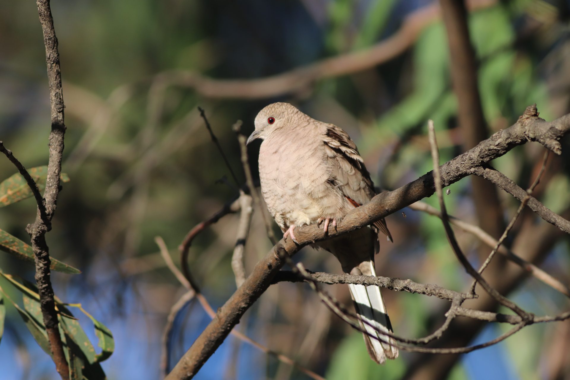 Alas y cantos: Aves de la Ciudad - Gaceta UDG