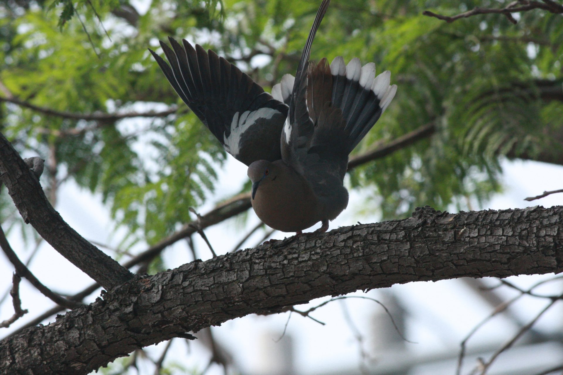 Alas y cantos: Aves de la Ciudad - Gaceta UDG