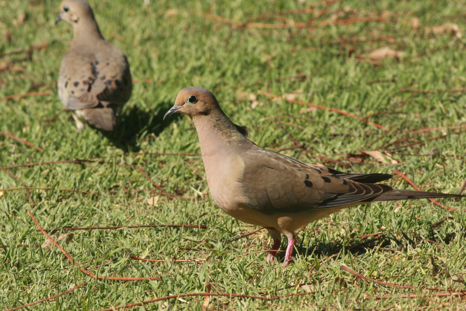 Alas y cantos: Aves de la Ciudad - Gaceta UDG