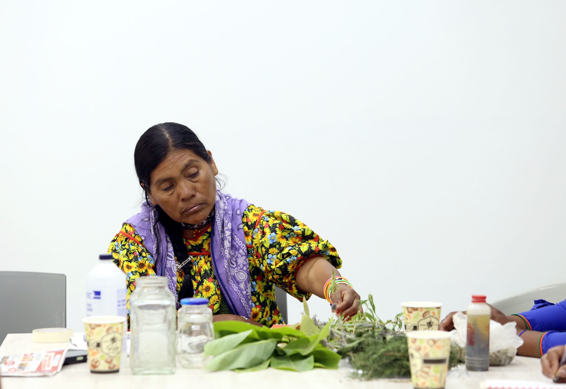 Rescatan la medicina tradicional de comunidades indígenas - Gaceta UDG